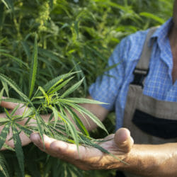 The History of Marijuana | Evolution of Cannabis Products