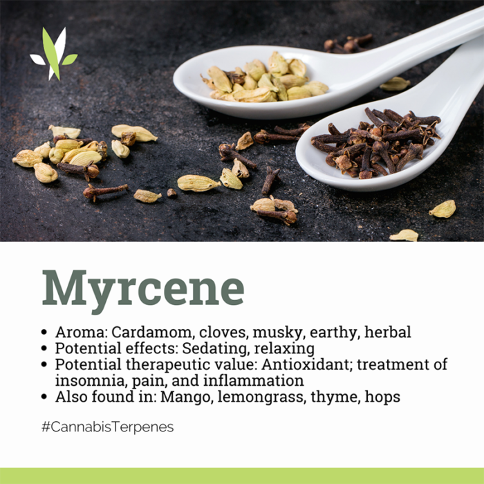 The Different Compounds Found in Cannabis - Kind Meds AZ