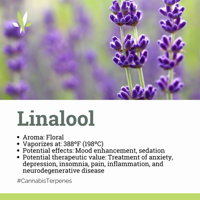 The Different Compounds Found in Cannabis - Kind Meds AZ